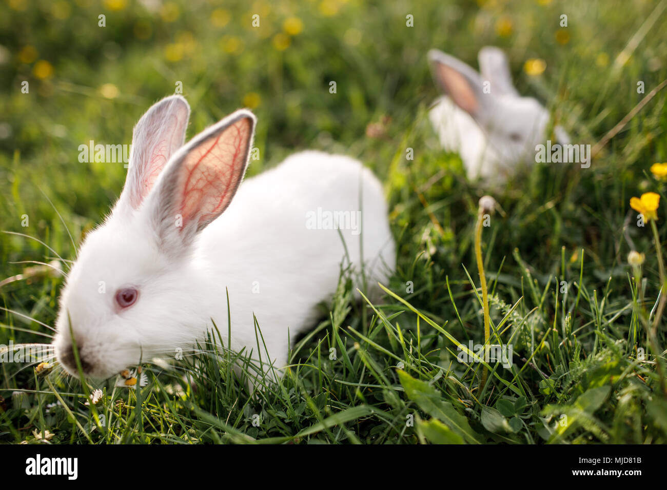 Hase Hintergrund Stockfotos und -bilder Kaufen - Alamy