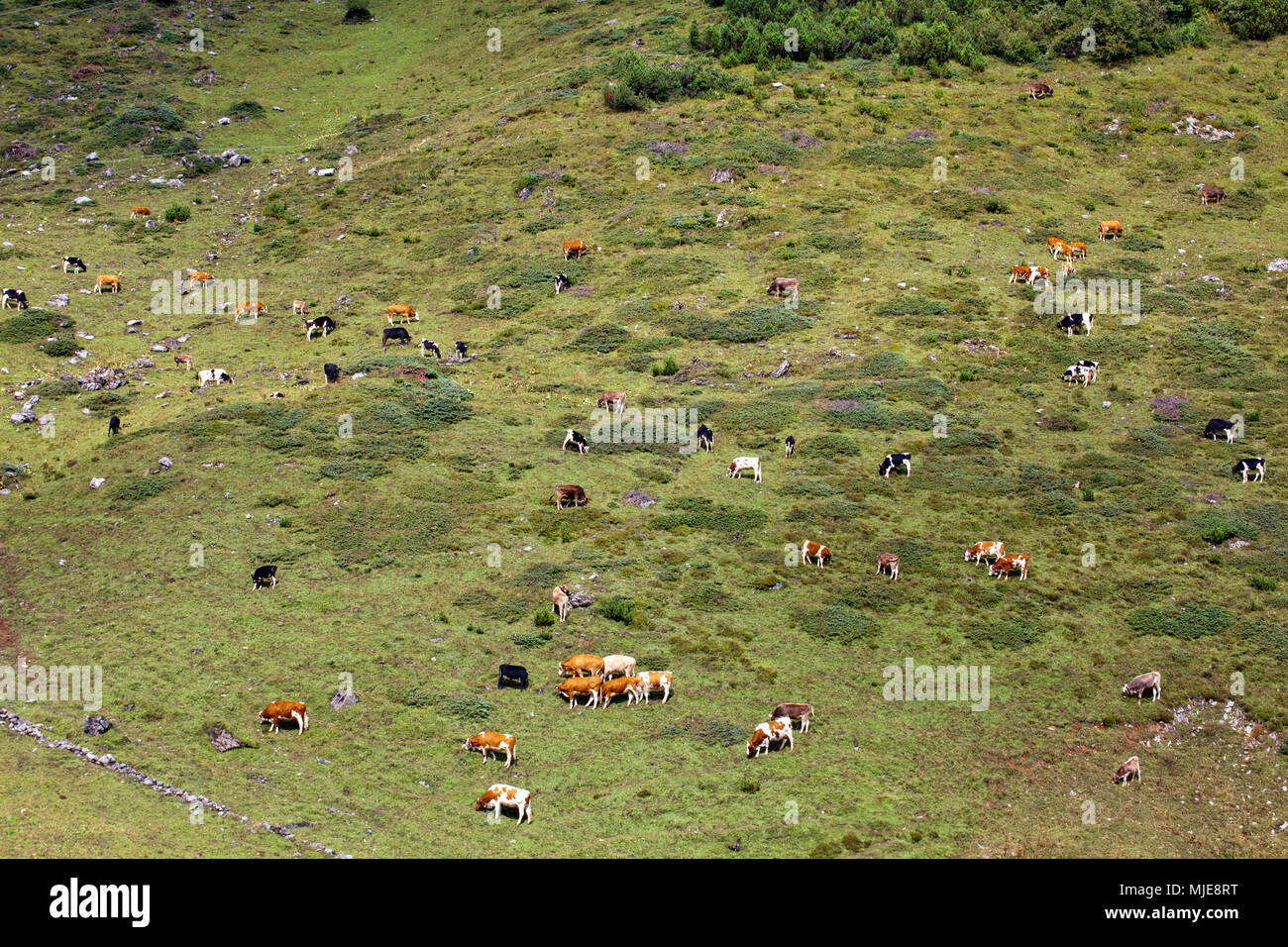 Rinderherde auf der alm -Fotos und -Bildmaterial in hoher Auflösung – Alamy