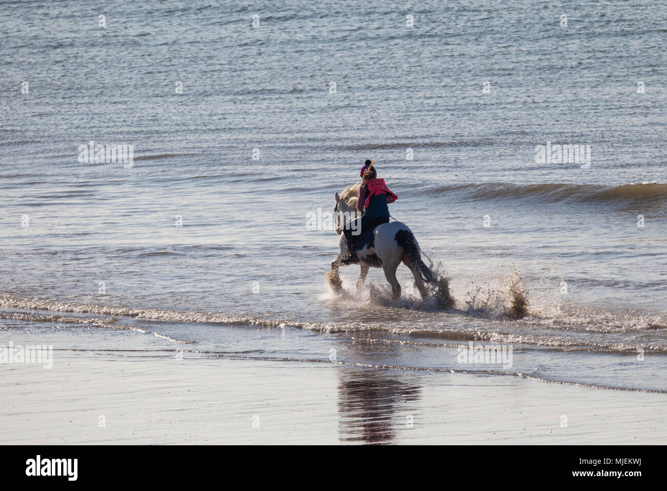 Galoppierendes pferd am strand -Fotos und -Bildmaterial in hoher ...