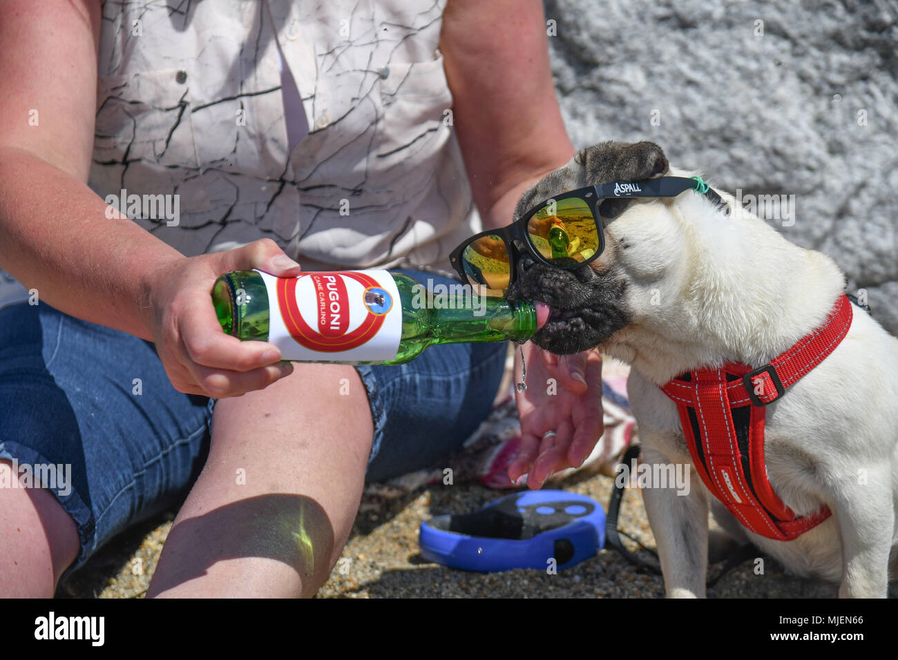 Titan der Mops Welpen sitzen auf einem heißen Strand tragen ...
