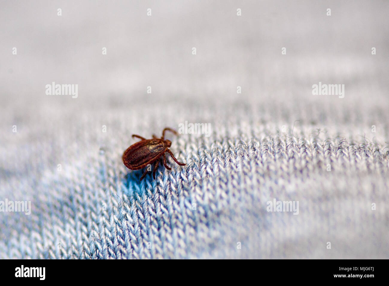 Eine wahre ixodid Milbe blutsaugende Parasiten Durchführung der ...