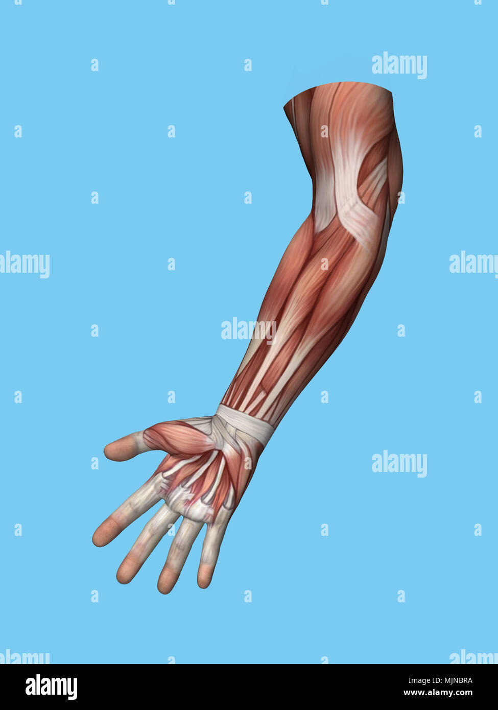 Anatomie der Hand- und Armmuskulatur Stockfotografie - Alamy