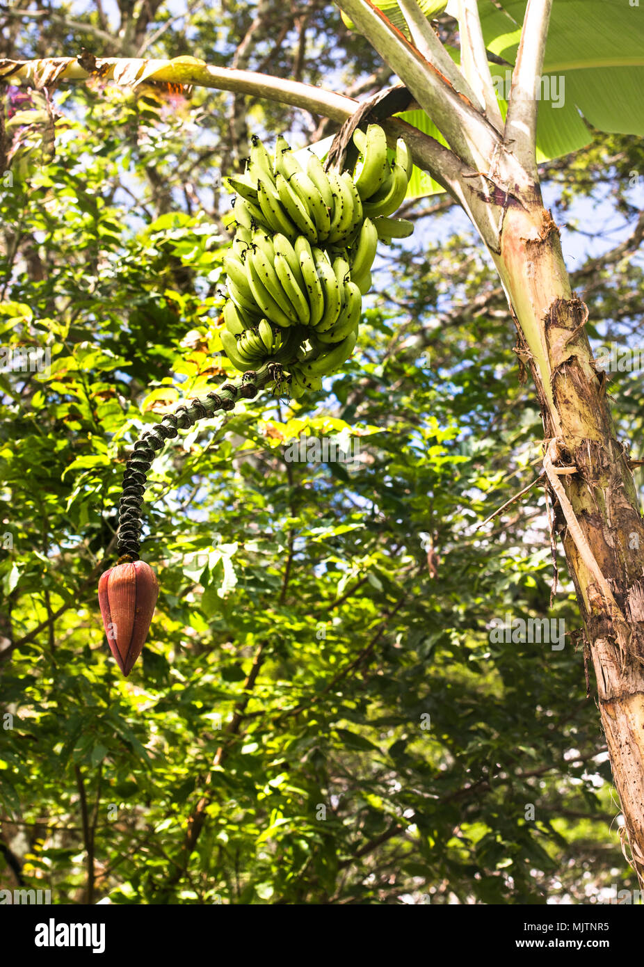 Fruchtkörper und blühende Banane Baum in Costa Rica Stockfotografie - Alamy