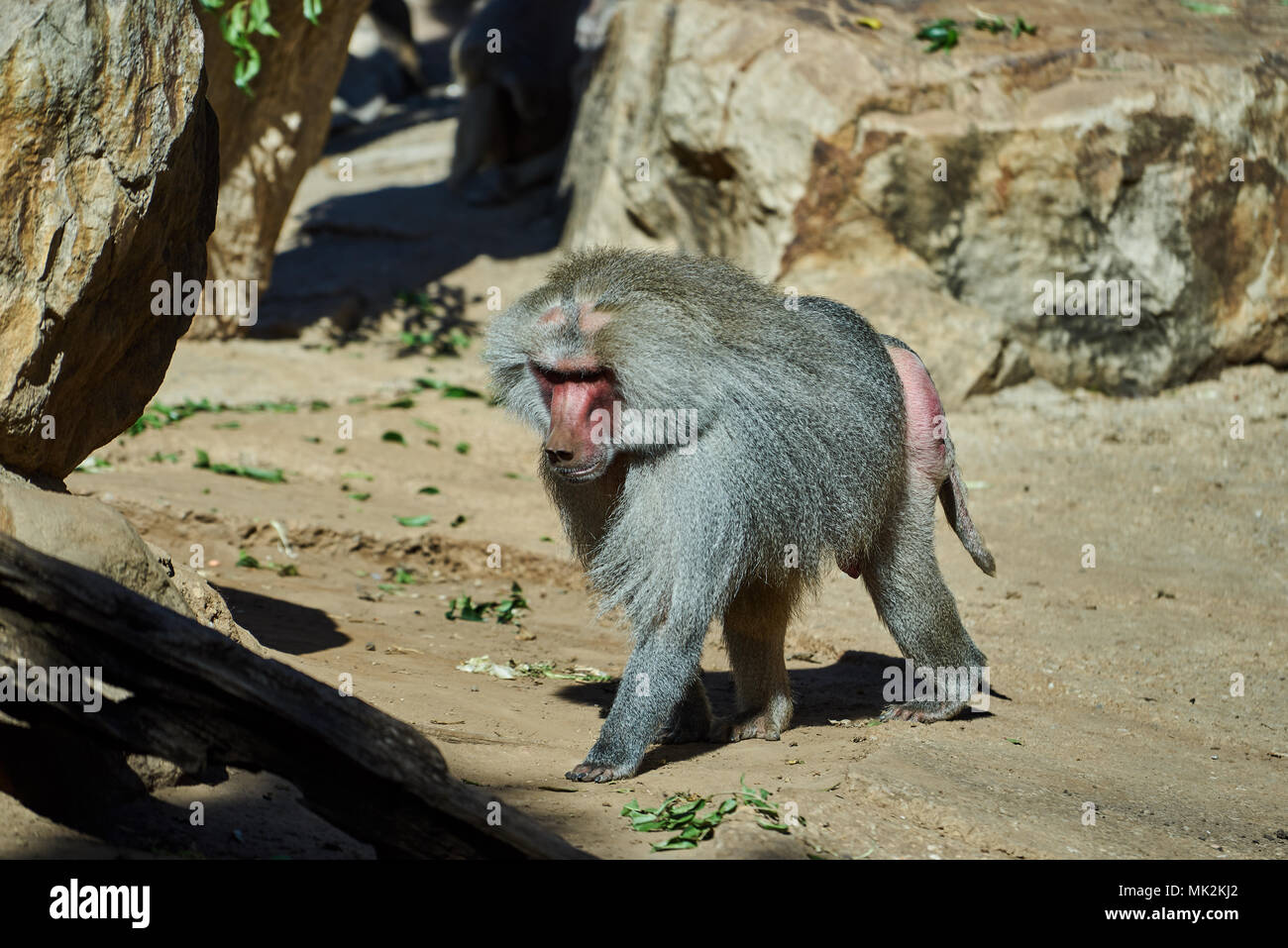 Afrikanische paviane -Fotos und -Bildmaterial in hoher Auflösung – Alamy