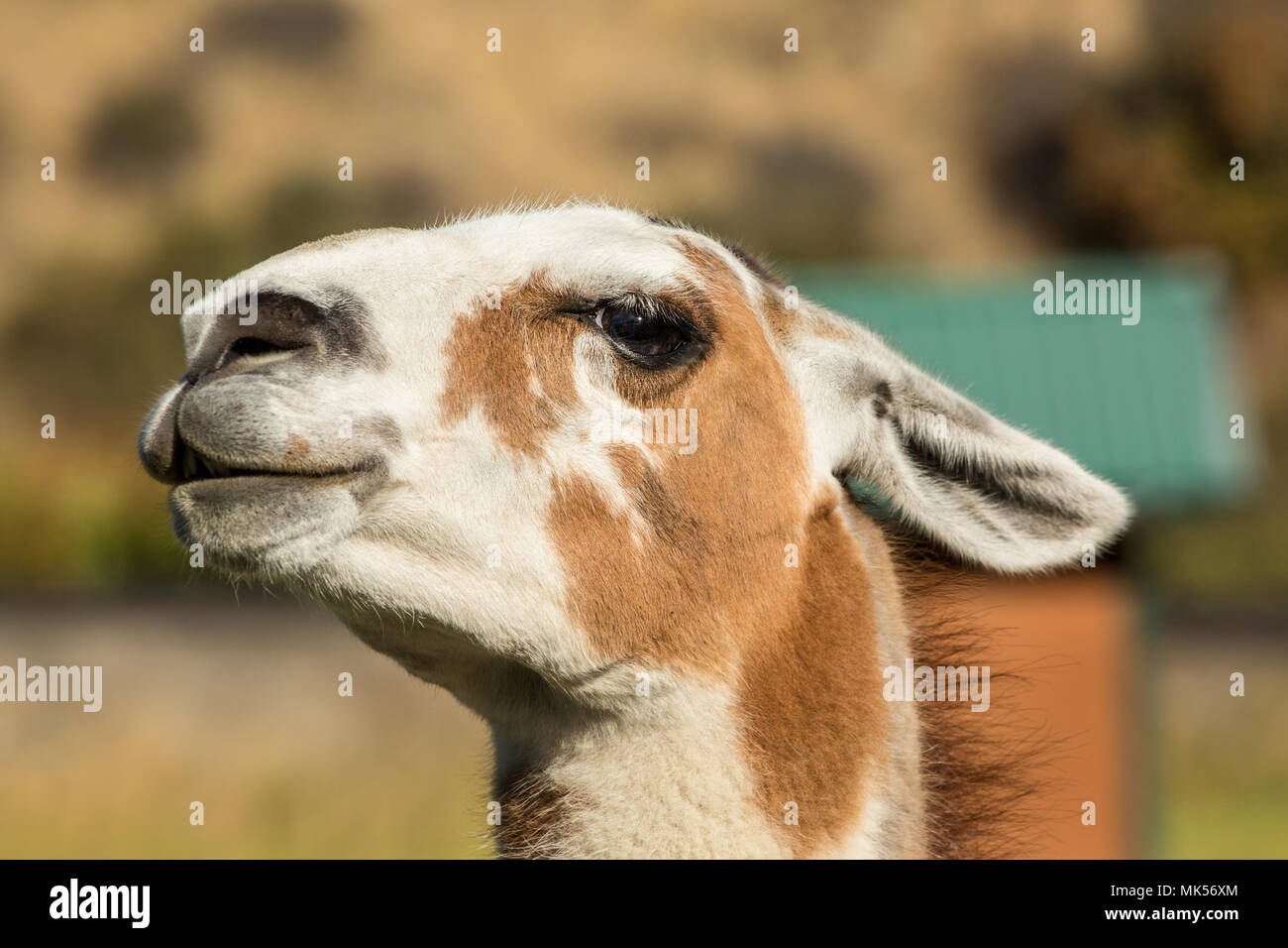Alpaca expression -Fotos und -Bildmaterial in hoher Auflösung – Alamy