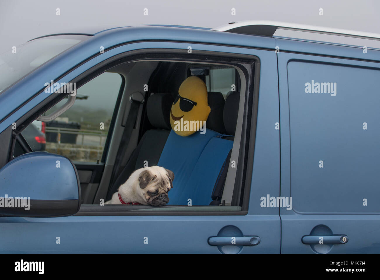 Mops im auto -Fotos und -Bildmaterial in hoher Auflösung – Alamy