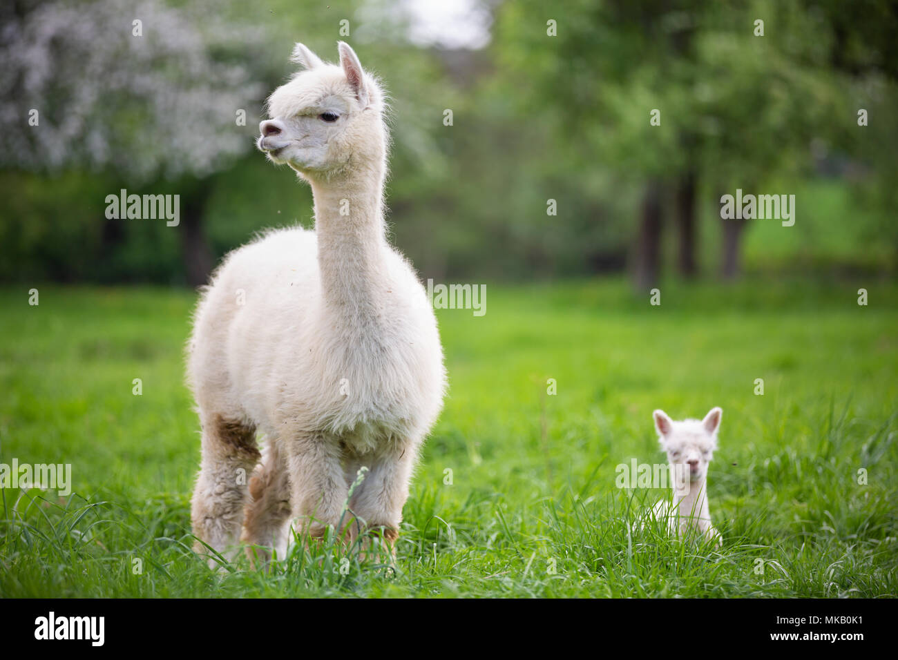 Alpacas Farm Stockfotos und -bilder Kaufen - Alamy