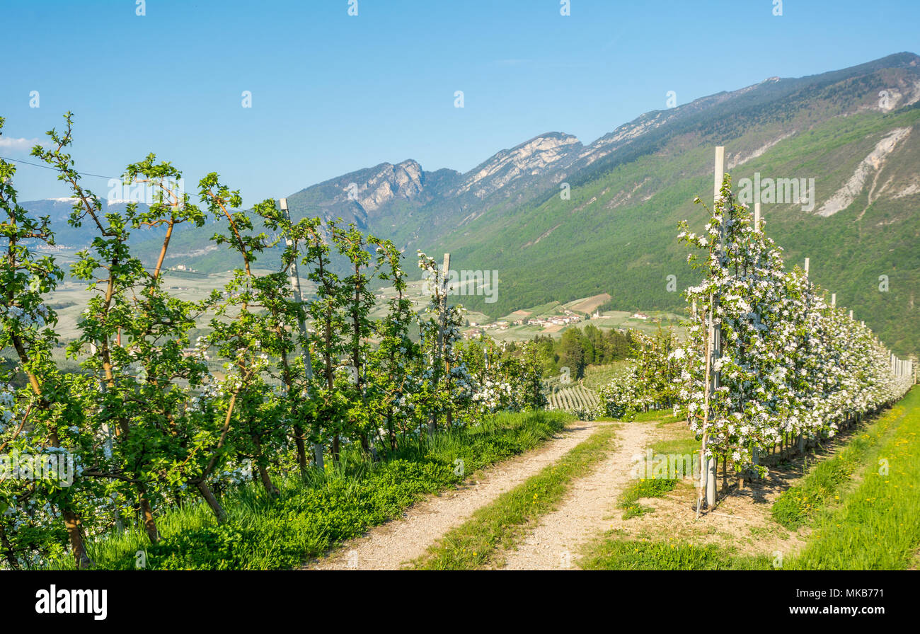 Apfelbaum in feldlandschaft -Fotos und -Bildmaterial in hoher Auflösung ...