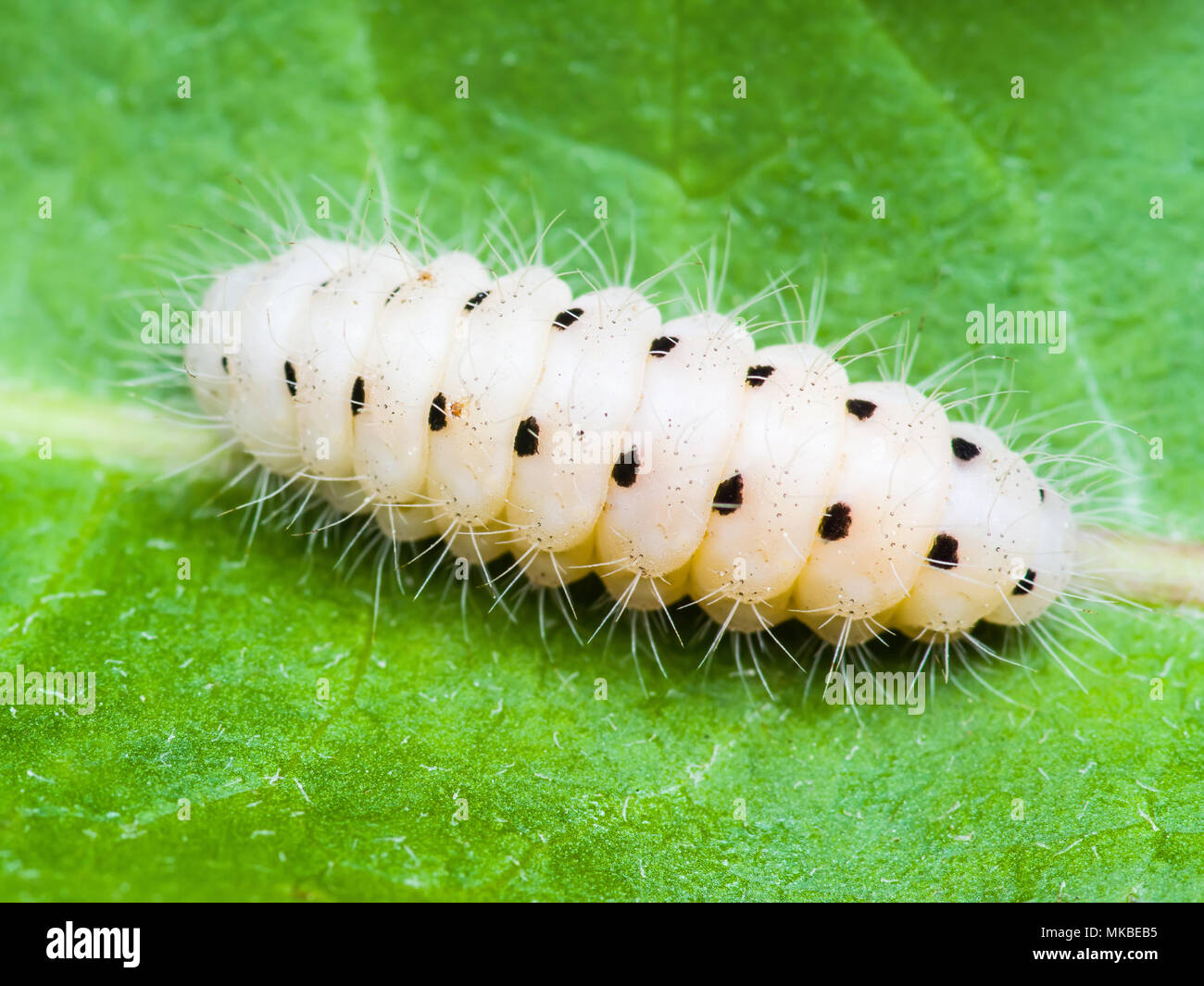 Raupe auf weißem hintergrund -Fotos und -Bildmaterial in hoher ...