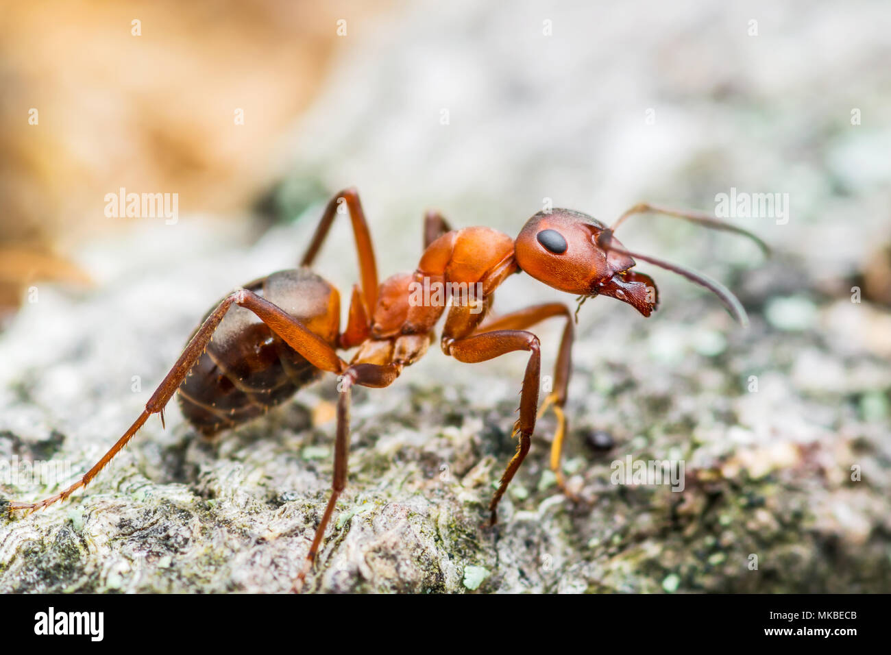 Phasmidae Oder Stock Insekt Stockfotos und -bilder Kaufen - Alamy