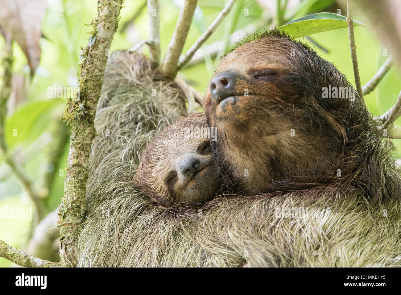 Baby faultier -Fotos und -Bildmaterial in hoher Auflösung – Alamy