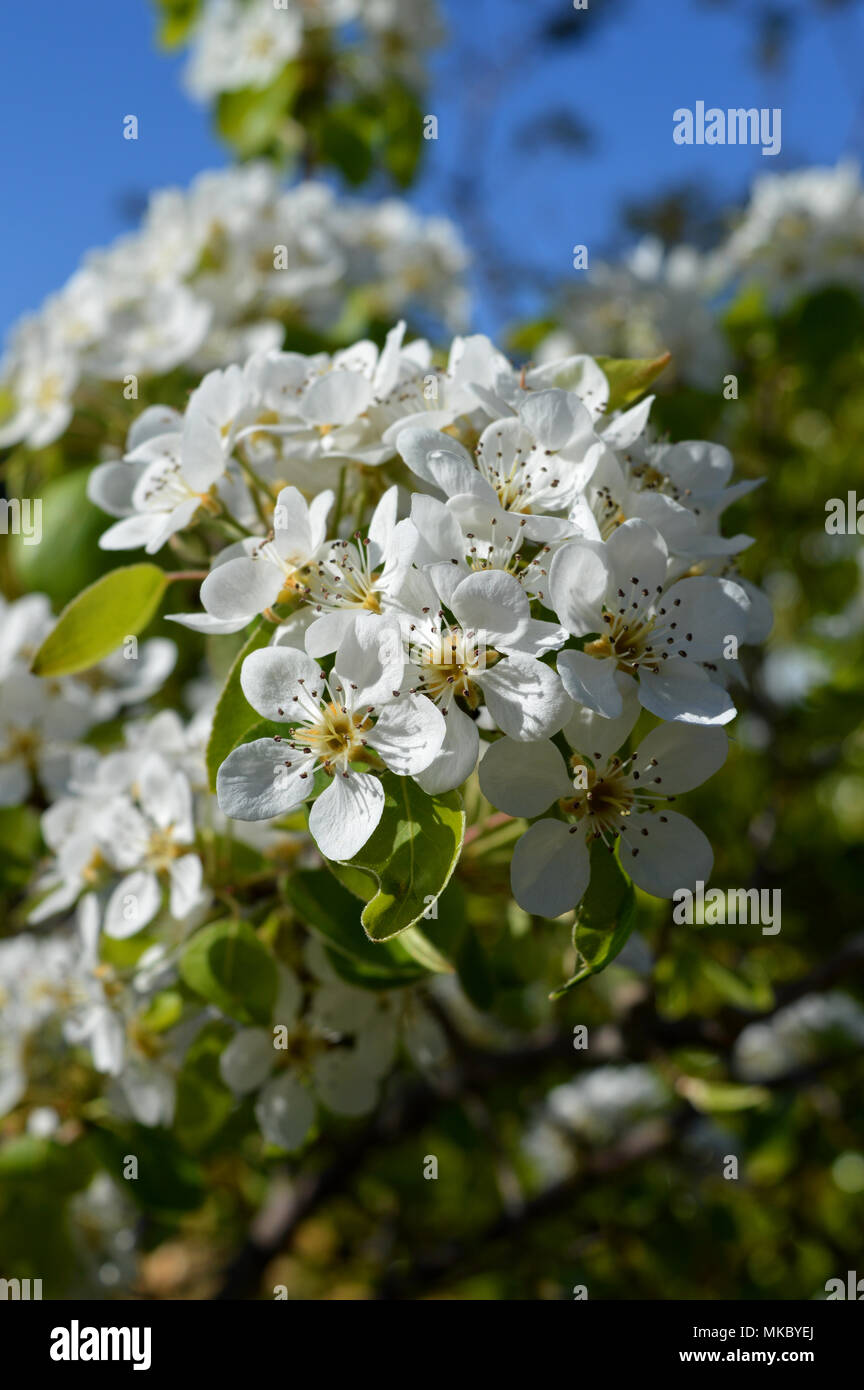 Albero di pero -Fotos und -Bildmaterial in hoher Auflösung – Alamy