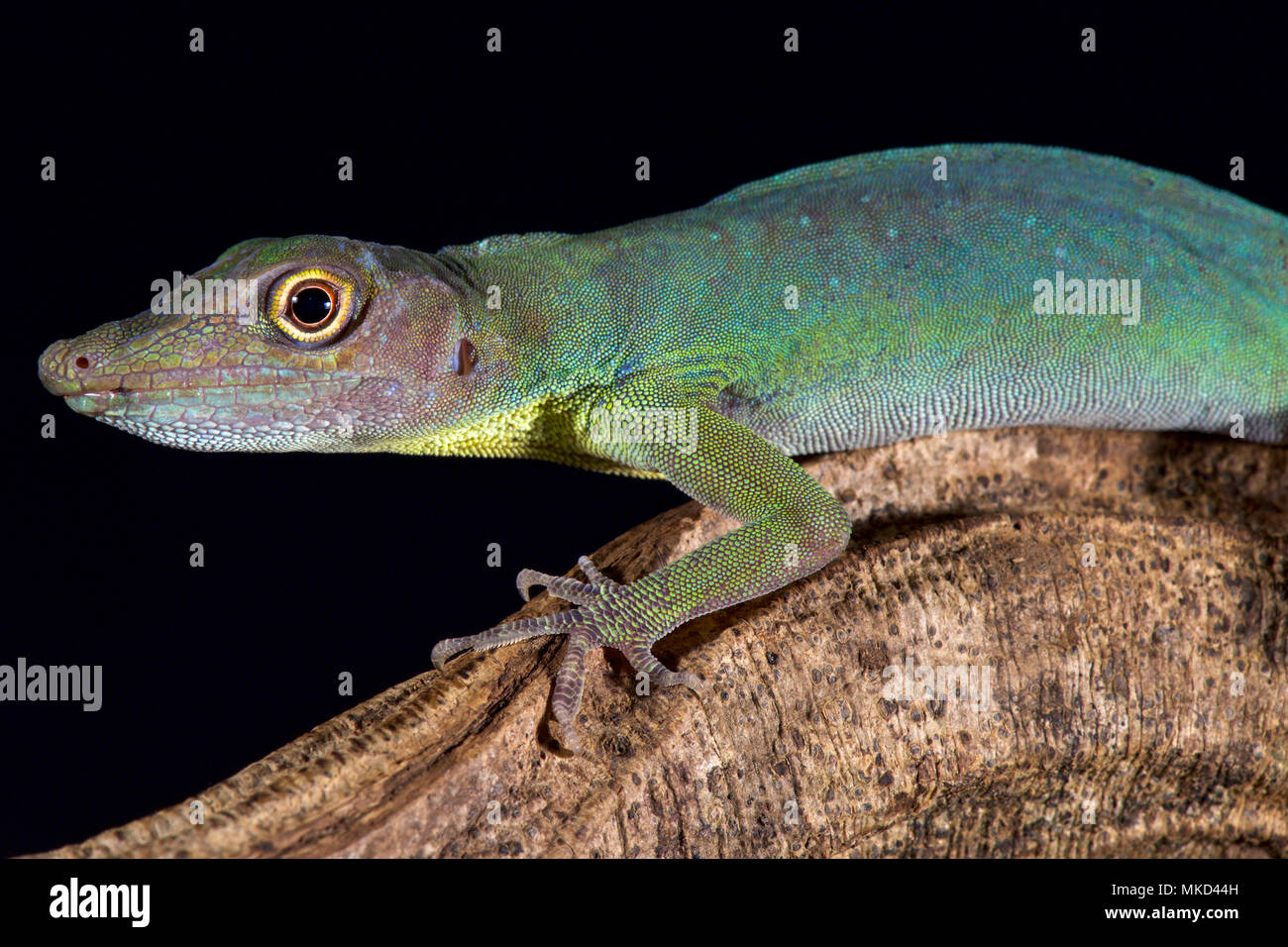 Anolis anolis sp -Fotos und -Bildmaterial in hoher Auflösung – Alamy