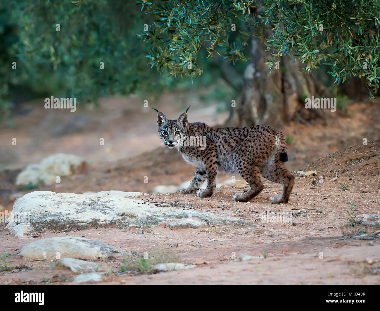 Spanischer luchs luchs pardinus -Fotos und -Bildmaterial in hoher ...
