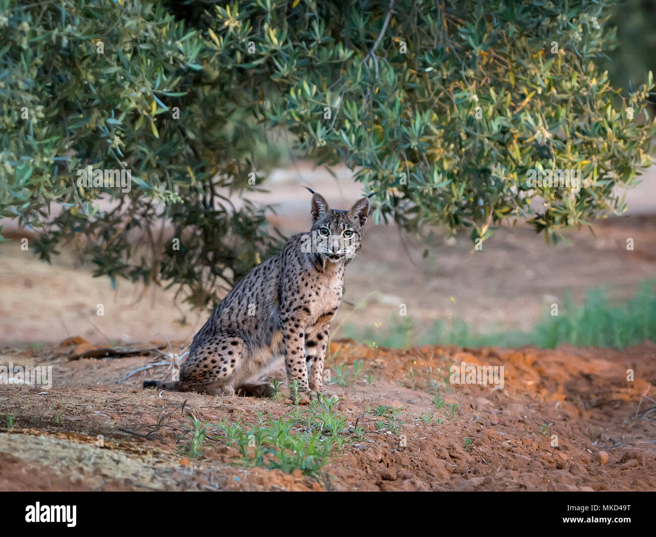 Iberian lynx -Fotos und -Bildmaterial in hoher Auflösung – Alamy