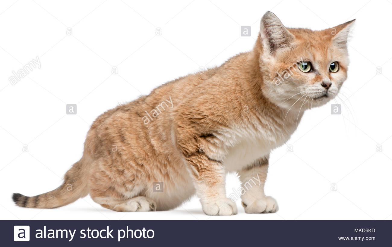 The Sand Cat Stockfotos & The Sand Cat Bilder - Seite 3 - Alamy