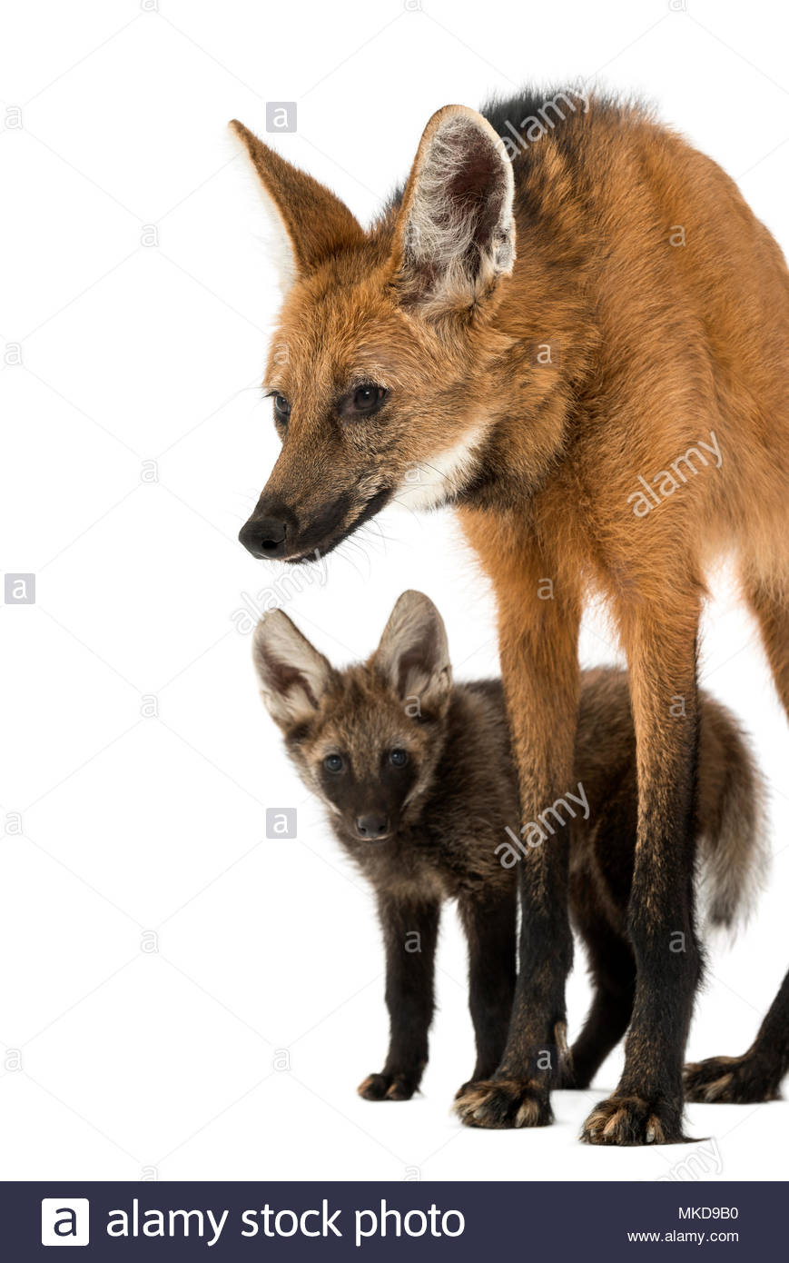 Baby Wölfe Stockfotos & Baby Wölfe Bilder - Alamy
