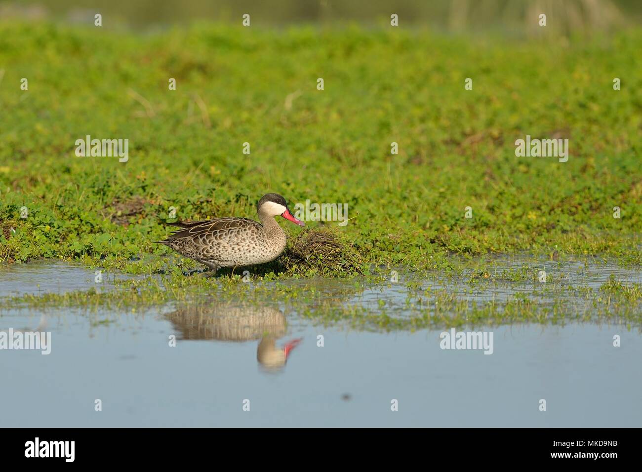 Duck anas sp -Fotos und -Bildmaterial in hoher Auflösung – Alamy