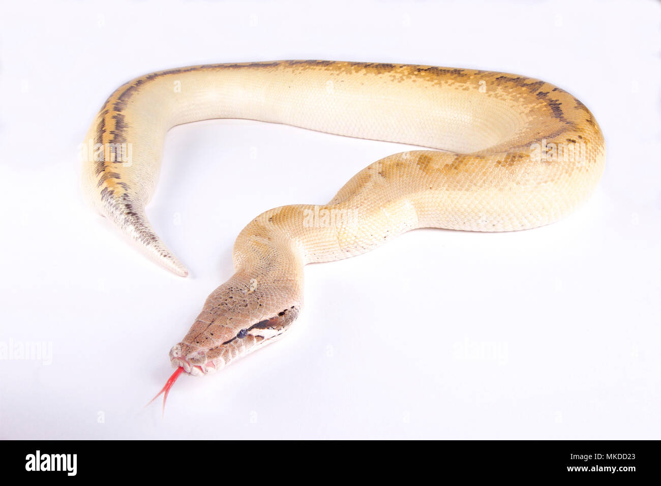 Python curtus brongersmai -Fotos und -Bildmaterial in hoher Auflösung – Alamy