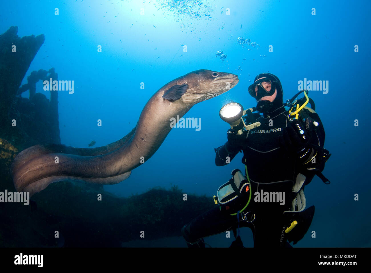 Taucher und Meeraal (Conger conger), Interaktion, Wrack der Tante ...