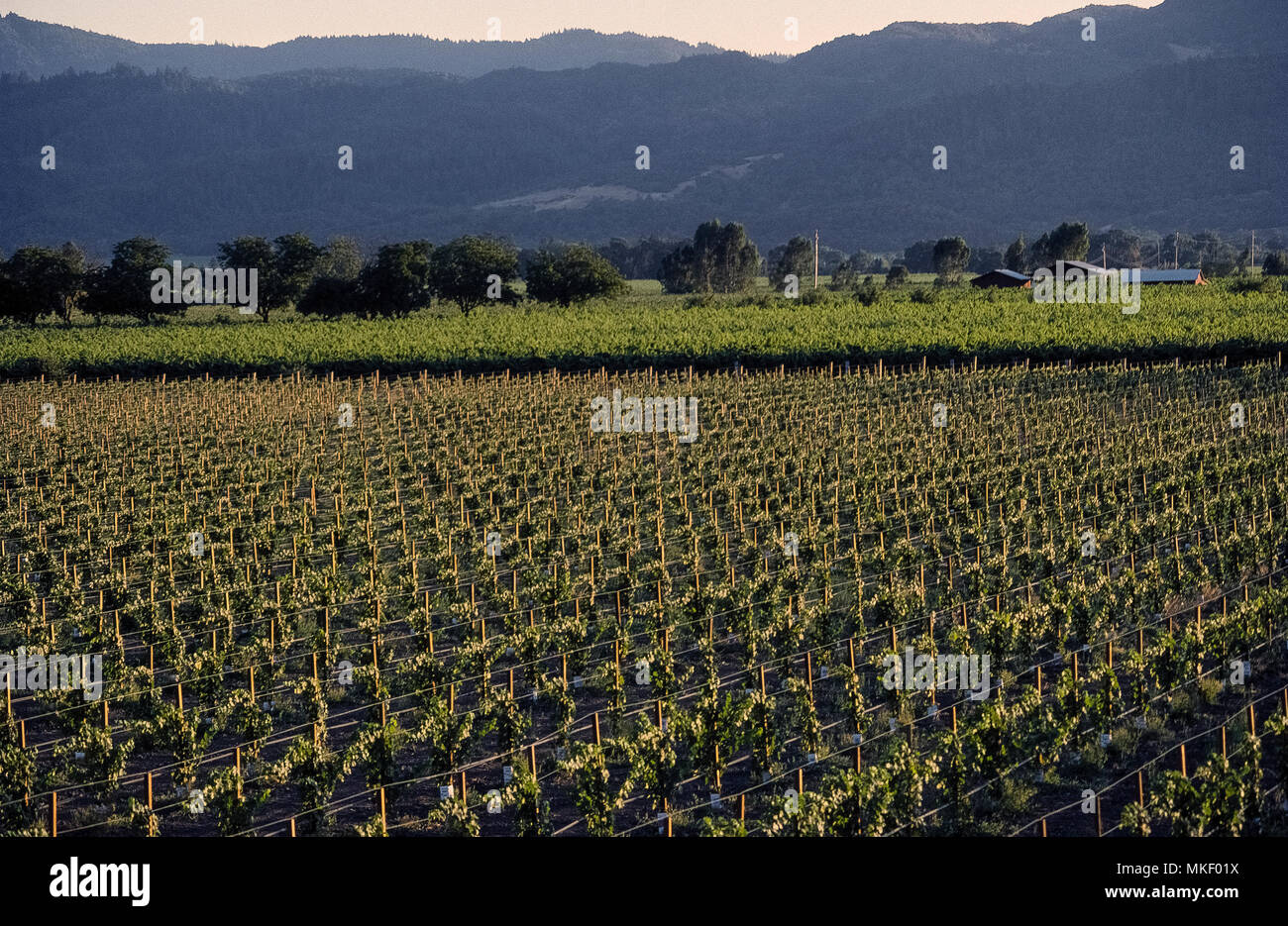 Reben reben weinberg weinbau weinanbau Stockfotos und -bilder Kaufen ...