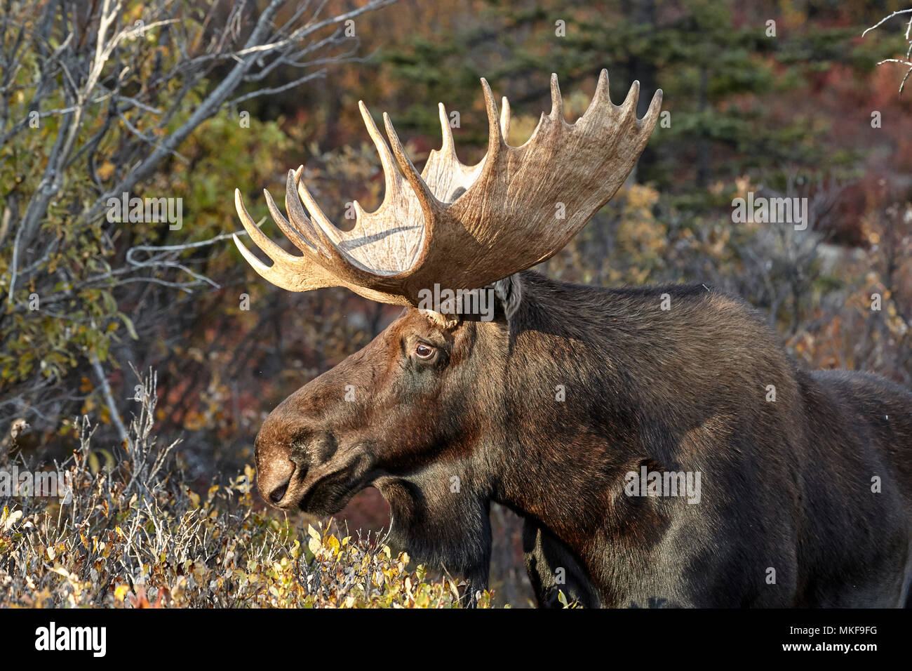 Alaskan Elch Alces Alces Gigas Stockfotos und -bilder Kaufen - Alamy