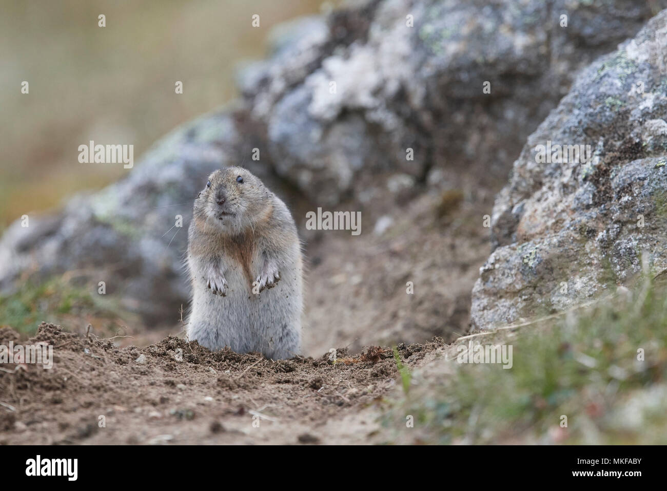 Stehend Mit Erhobenen Pfoten Stockfotos und -bilder Kaufen - Alamy