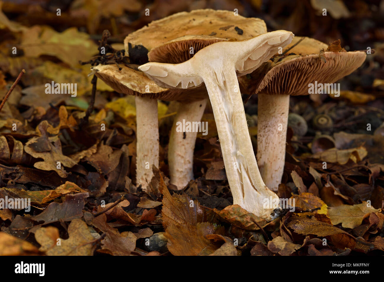 Ile de france produkte -Fotos und -Bildmaterial in hoher Auflösung – Alamy