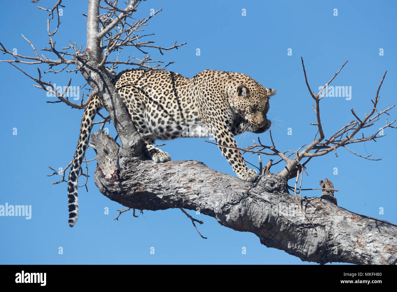 African Leopard (Panthera pardus pardus), Erwachsene in einen Baum mit ...
