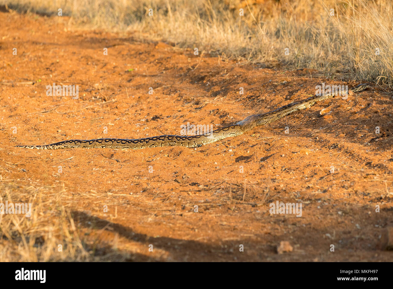 Python sebae -Fotos und -Bildmaterial in hoher Auflösung – Alamy