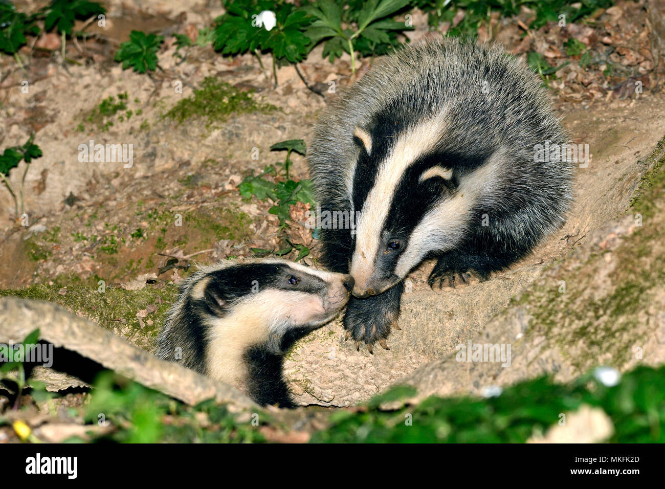 Baby Dachs Stockfotos & Baby Dachs Bilder - Alamy