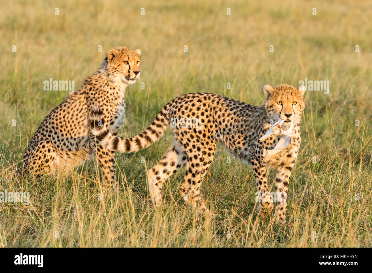 Geparden anatomie -Fotos und -Bildmaterial in hoher Auflösung – Alamy