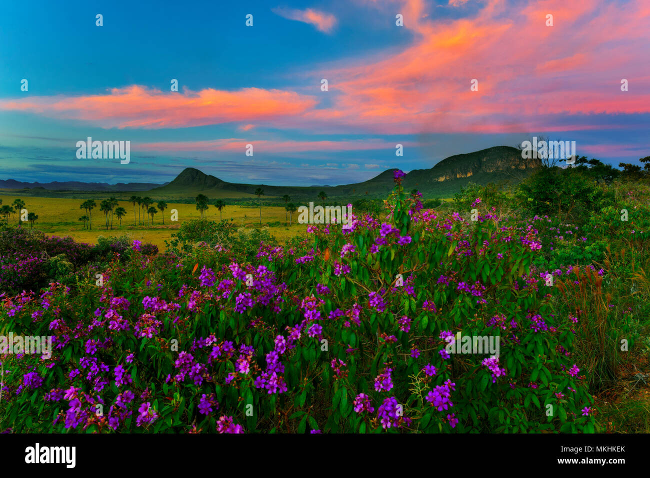 Cerrado Vegetation Stockfotos und -bilder Kaufen - Alamy