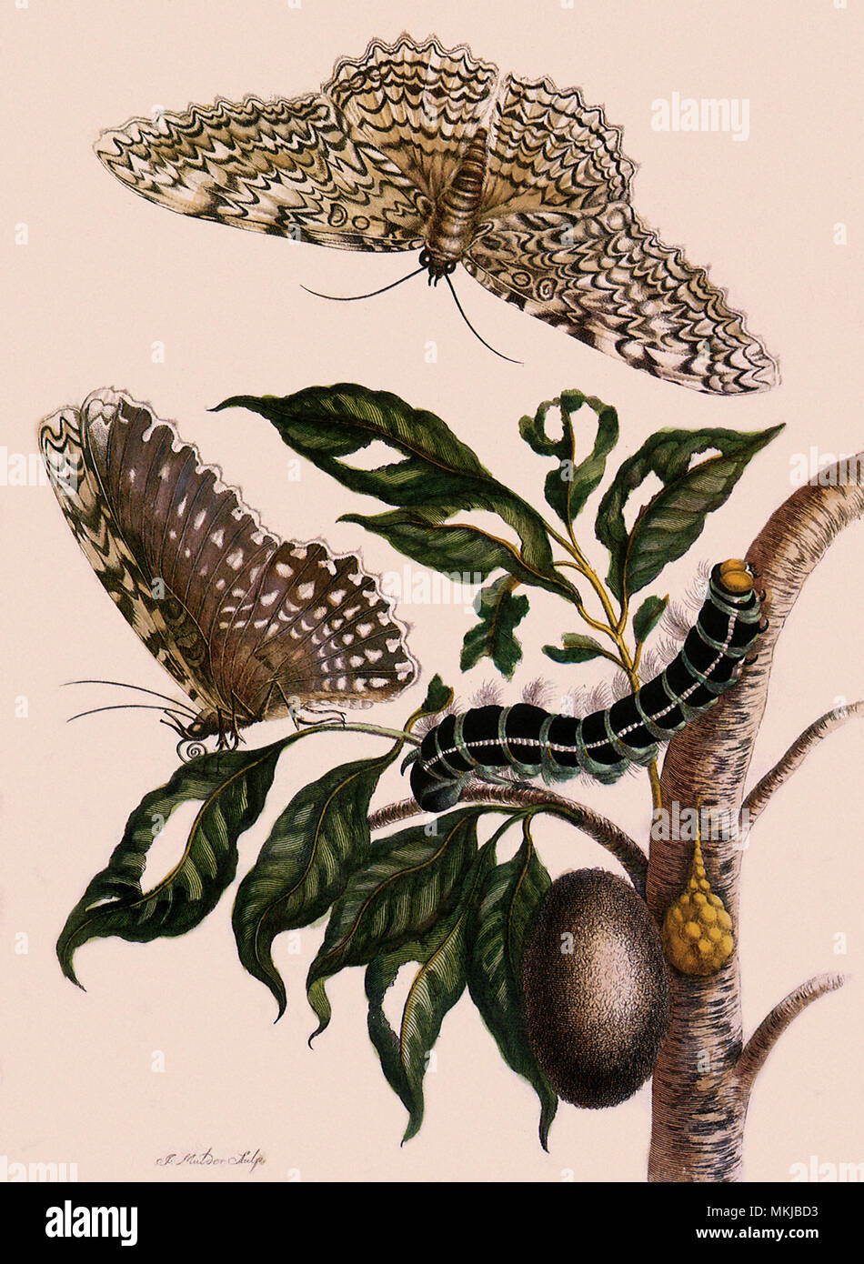 Maria sibylla merian moth -Fotos und -Bildmaterial in hoher Auflösung ...