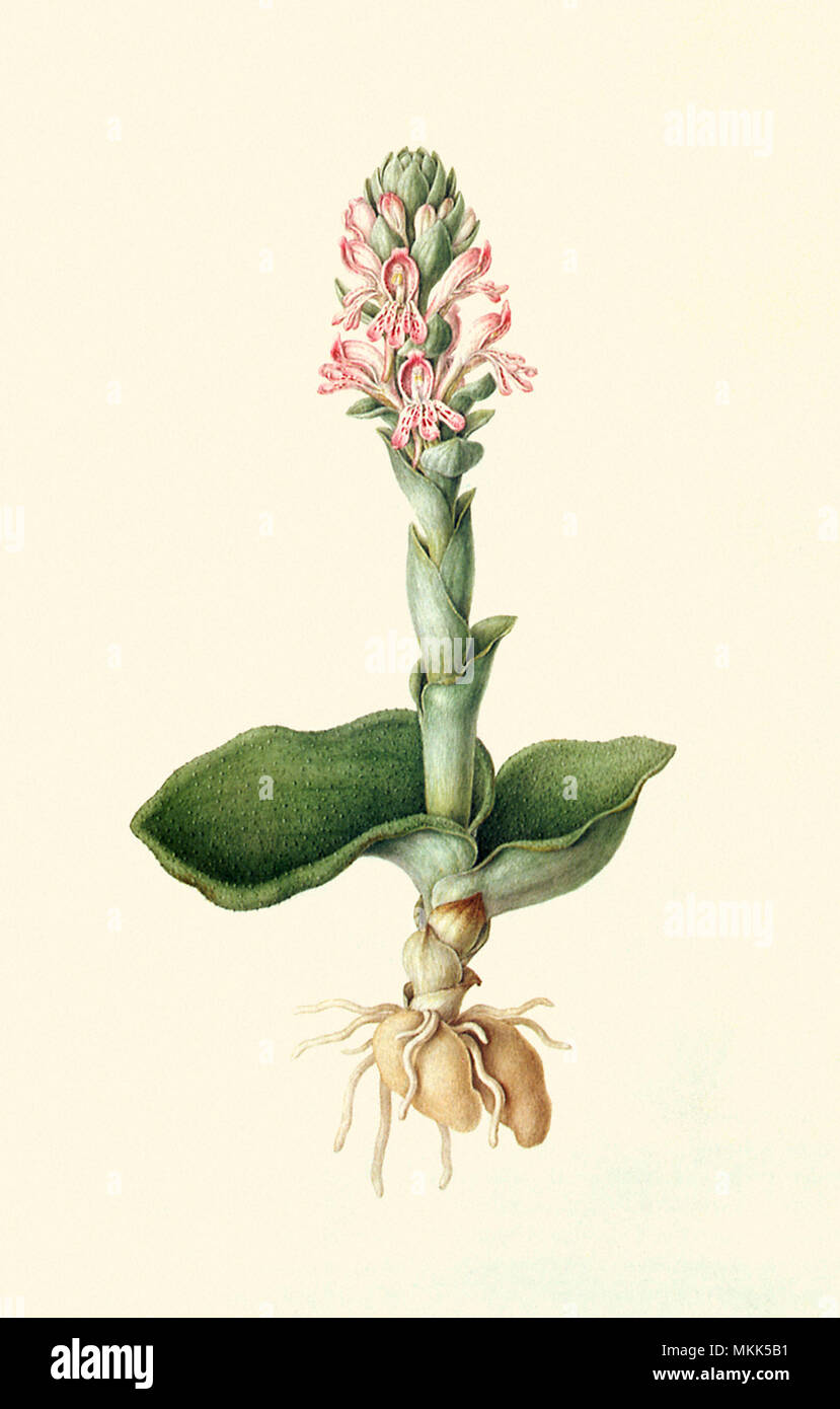 Satyrium erectum -Fotos und -Bildmaterial in hoher Auflösung – Alamy