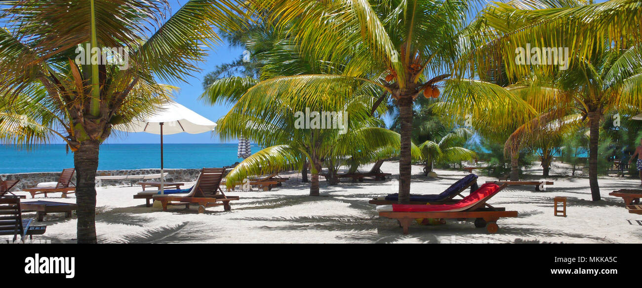 Meer, Reise; Ferien; Urlaub; Strand, Palmen, Meer, Palmenstrand ...