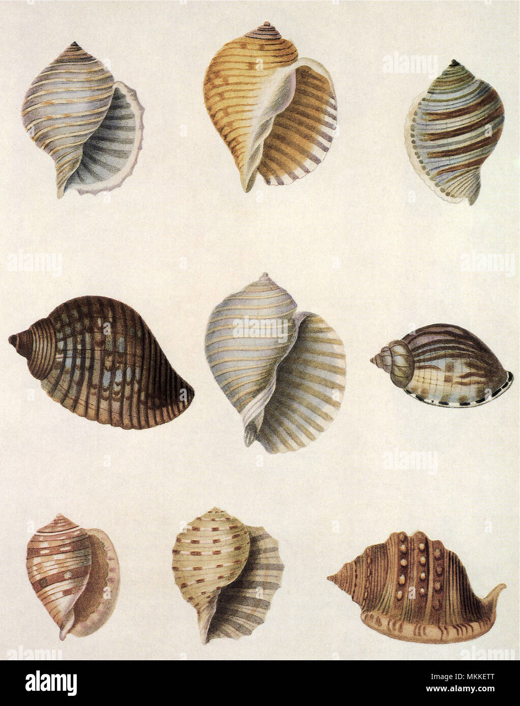 Illustration muscheln -Fotos und -Bildmaterial in hoher Auflösung – Alamy