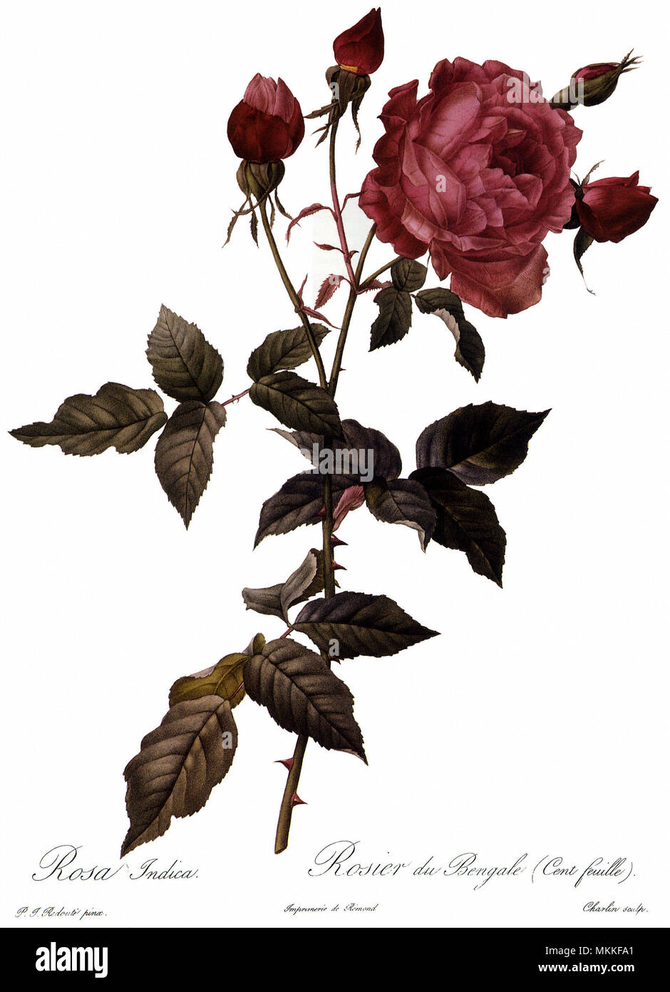 Hundertblättrige rose -Fotos und -Bildmaterial in hoher Auflösung – Alamy