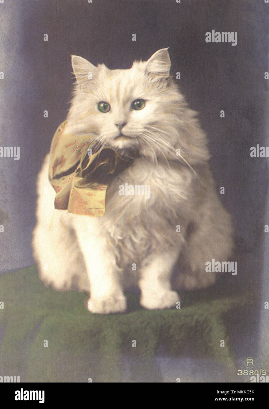 Gold katze -Fotos und -Bildmaterial in hoher Auflösung – Alamy