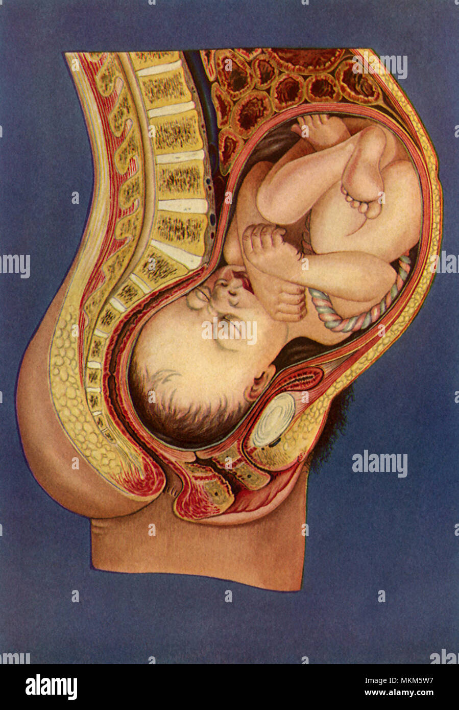 Baby Im Mutterleib, Zeichnung Wie Ernährt Sich Das Kind Im