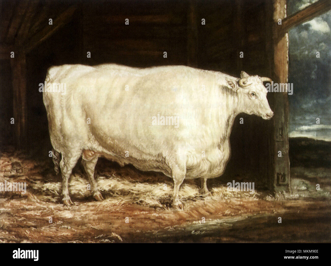 Wasser ochse -Fotos und -Bildmaterial in hoher Auflösung – Alamy