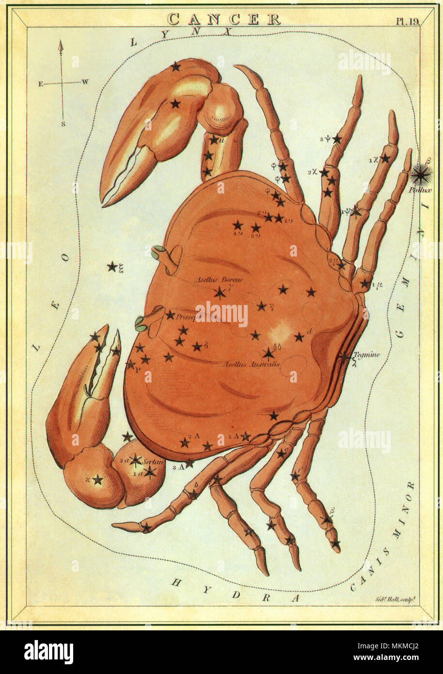 Krebs, die Krabbe Stockfotografie - Alamy