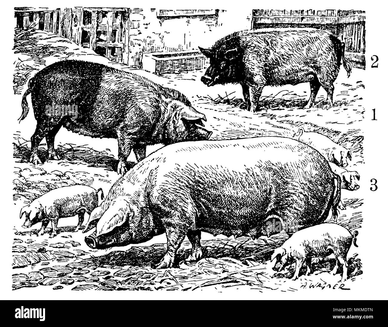 Hausschwein: Schwein Rassen. 1 Bayerische Landschwein, 2 ...