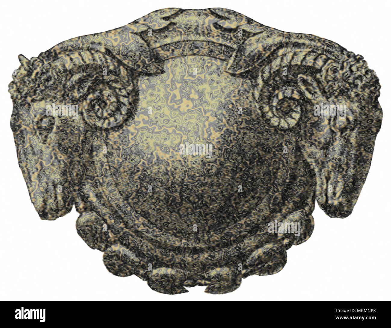 Widder kopf -Fotos und -Bildmaterial in hoher Auflösung – Alamy