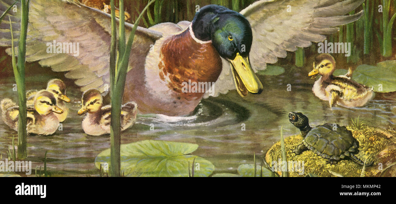 Tierwort -Fotos und -Bildmaterial in hoher Auflösung – Alamy