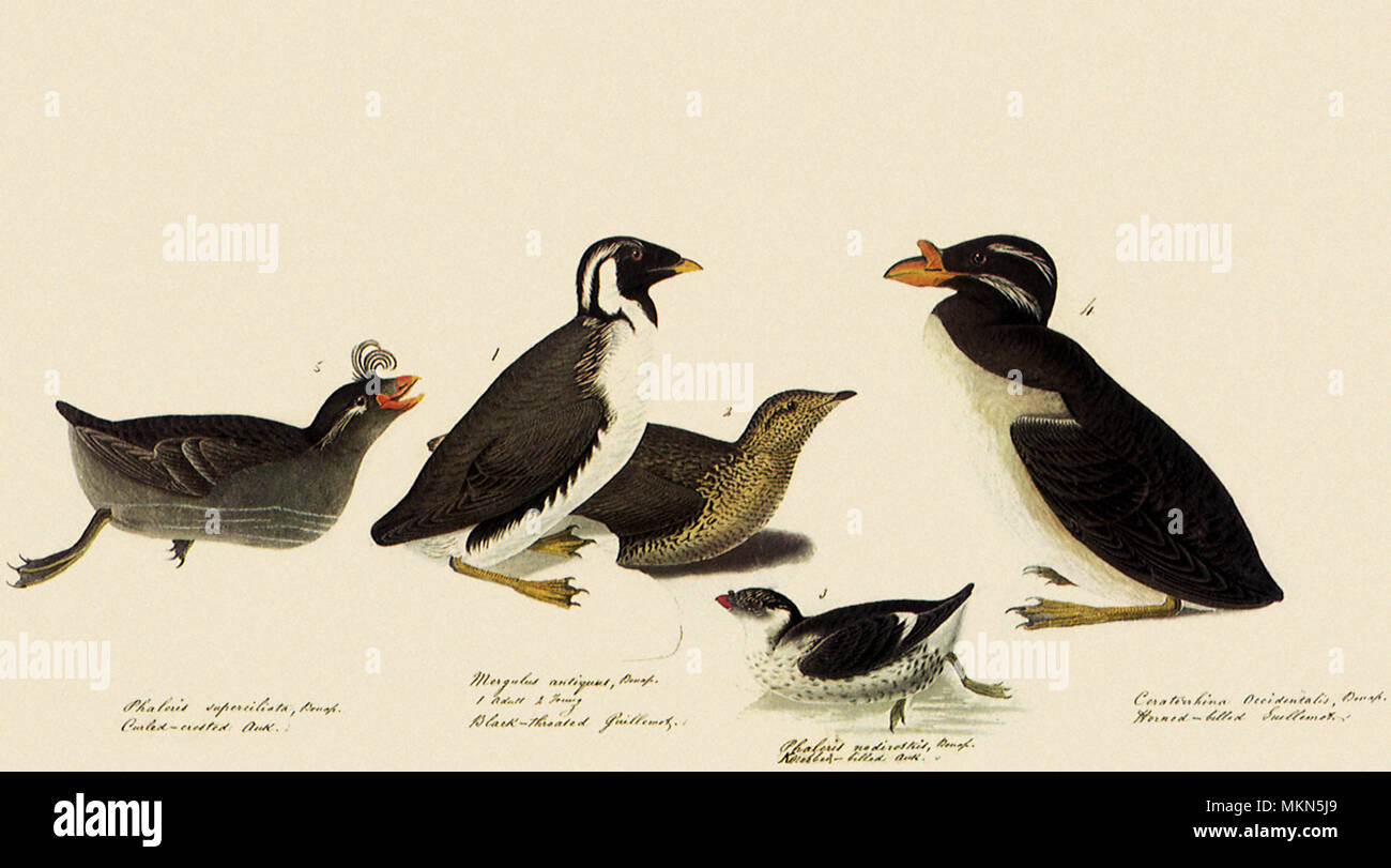 Crested auklets -Fotos und -Bildmaterial in hoher Auflösung – Alamy