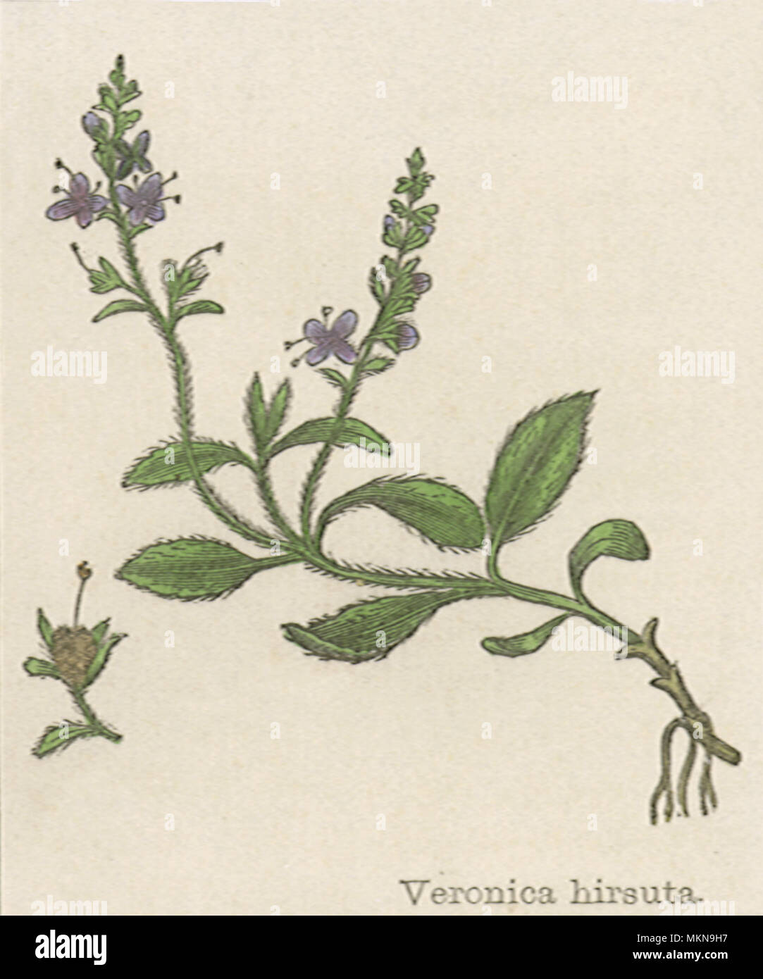 Haarige stängel und blätter -Fotos und -Bildmaterial in hoher Auflösung ...