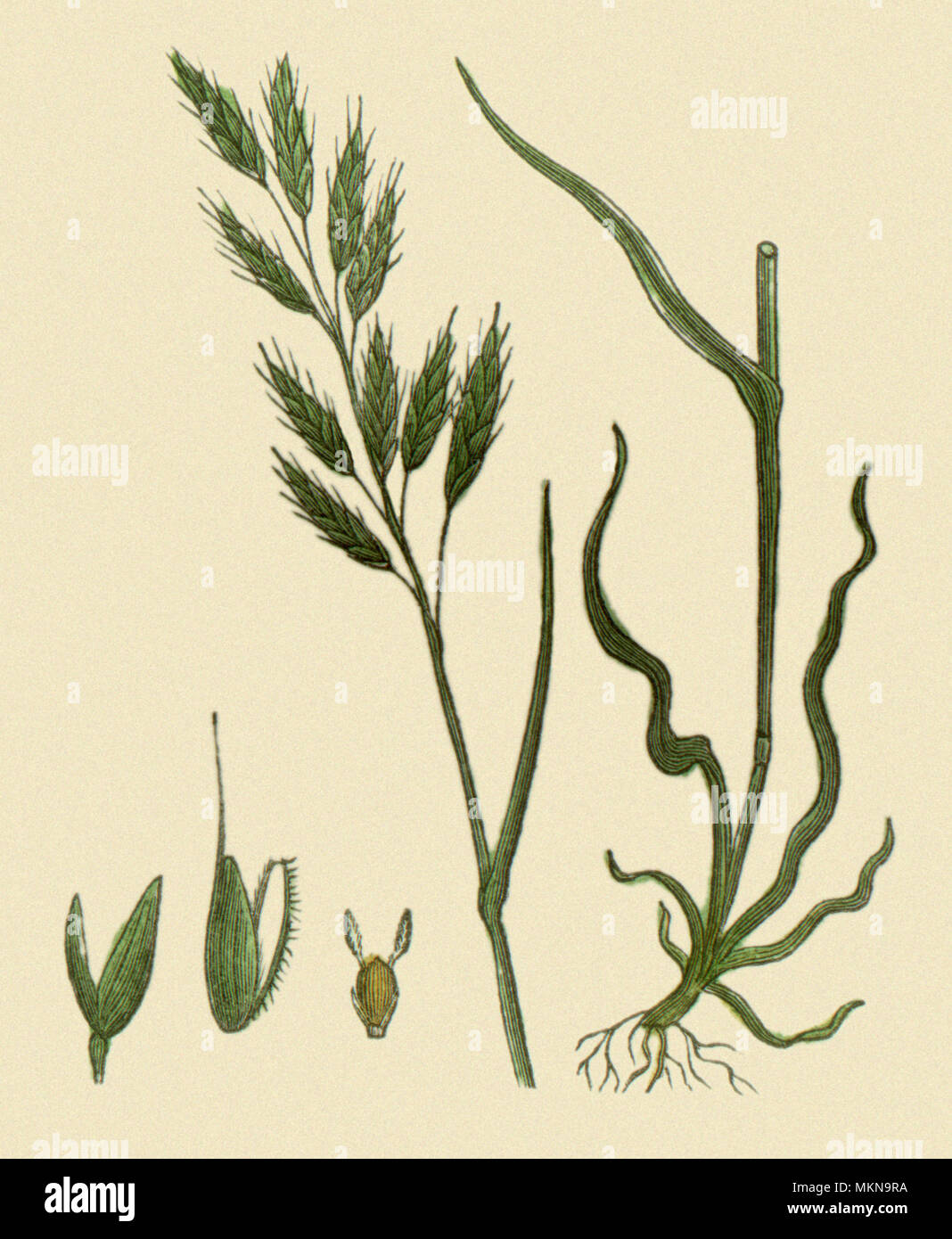 Glatte blätter -Fotos und -Bildmaterial in hoher Auflösung – Alamy