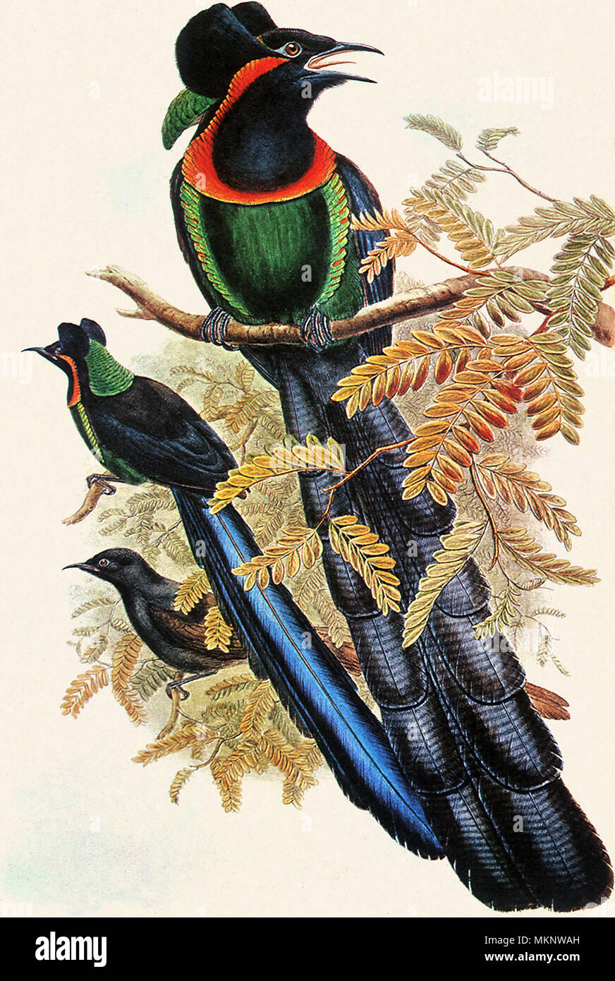 Astrapia nigra -Fotos und -Bildmaterial in hoher Auflösung – Alamy