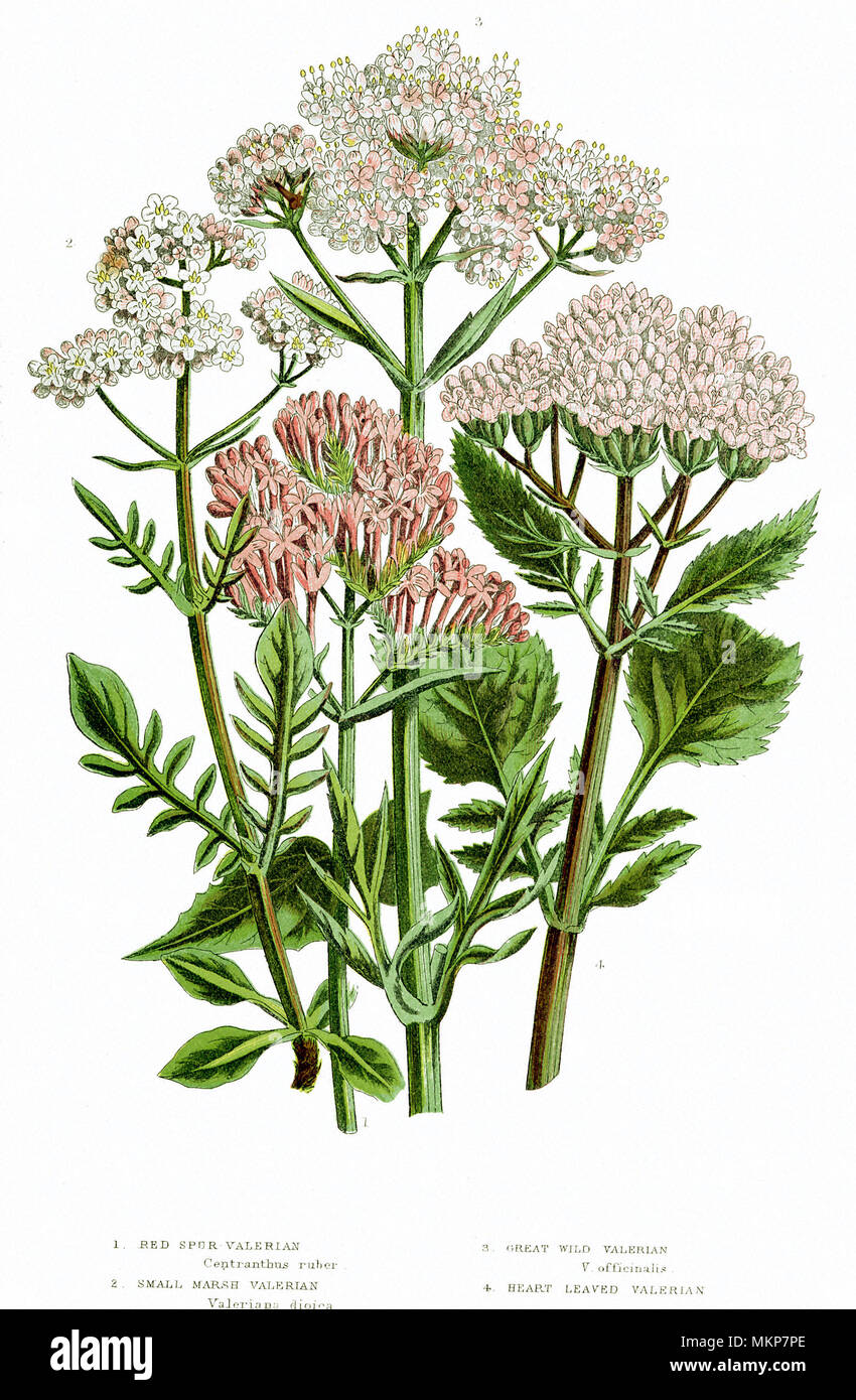 Marsh valerian -Fotos und -Bildmaterial in hoher Auflösung – Alamy